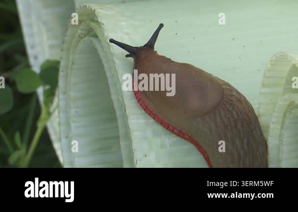Macro view of a common red slug slowly slithering over a pale green ...