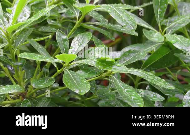Raindrops on Green Leaves, rain falling on green leaves creating fresh ...