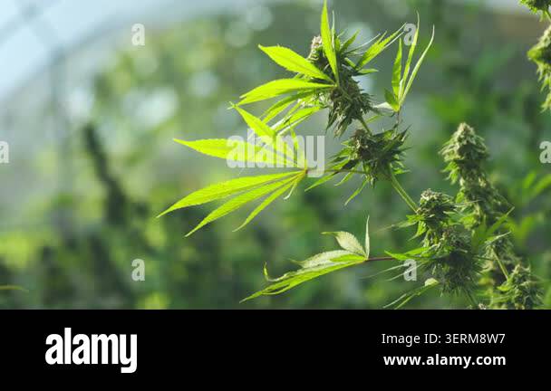 Flowering cannabis plants growing in a greenhouse. Medical cannabis ...