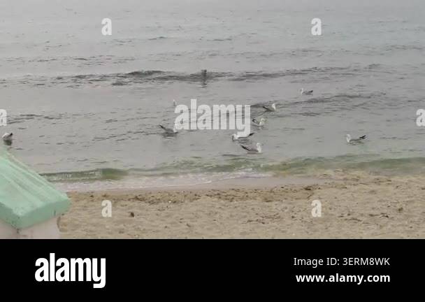 Seagulls Splashing and Taking Off, seagulls swimming and taking flight ...