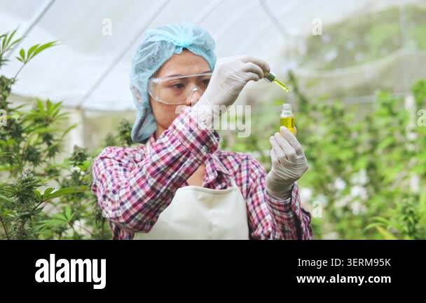 Close-up of a cannabis researcher dripping hemp oil onto a sample while ...