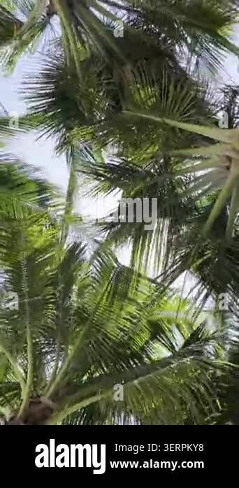Low angle view of palm trees swaying in wind against blue sky. A low ...