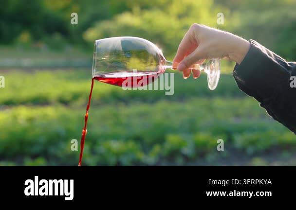 Red wine is inspected to evaluate aroma and quality, then woman ...