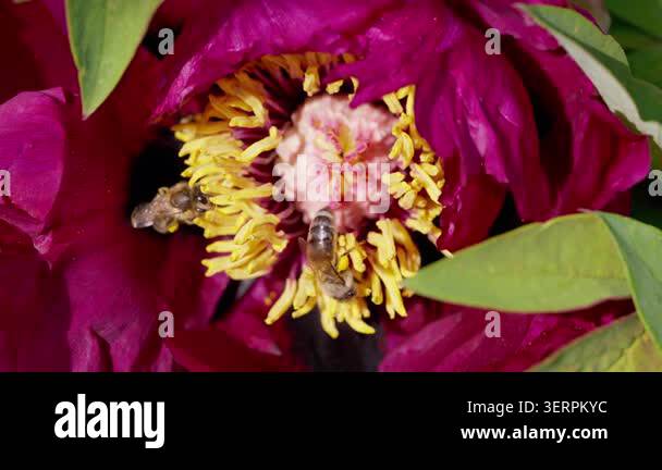 Macro view of honey bees visiting blooming peonies and collecting ...
