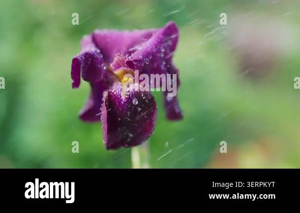 Close-up of a vibrant purple iris flower decorated with water droplets ...