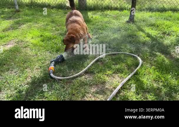 A small brown dog drinks water pouring from a garden hose lying on the ...