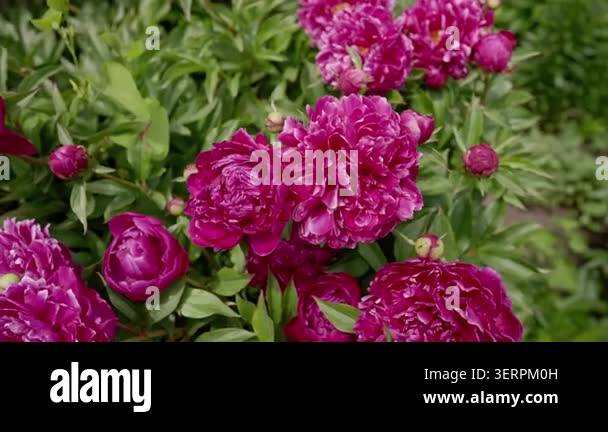 Abundant pink peonies flowering in a well-maintained garden. Luxury ...