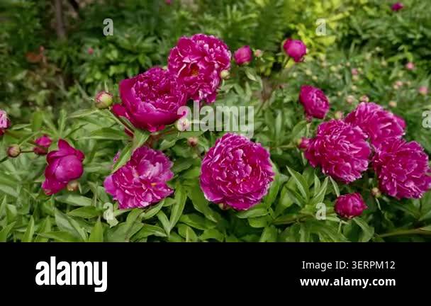 Beautiful pink peonies in full bloom growing outdoors. Floral symbol of ...