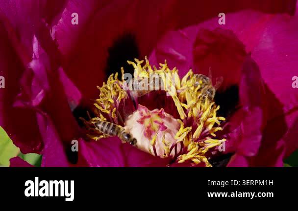 Close-up of honey bees collecting nectar and pollinating pink peony ...