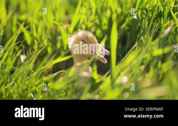Fluffy young duckling surrounded by vibrant grass in a peaceful outdoor ...
