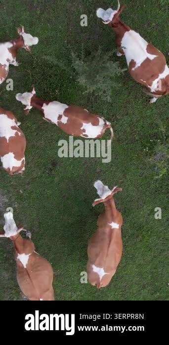 Herd Of Brown Cows, drone view of brown herd cows, agriculture and ...
