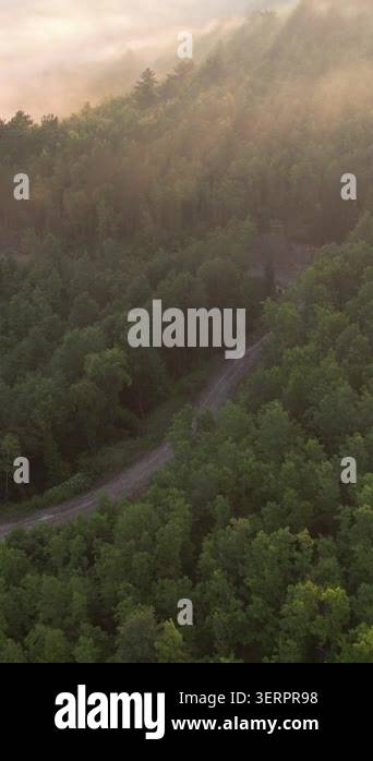 Aerial Forest Dump, view of the forest in foggy weather, green forest ...
