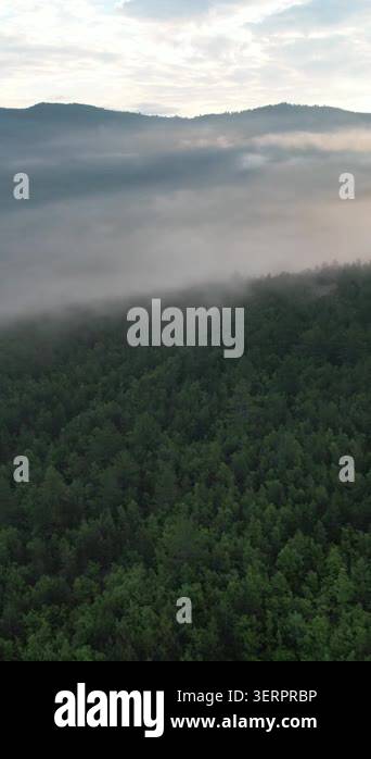 Scenic Foggy Rural, foggy forest morning sunrise, majestic woodland ...