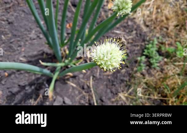 Bee crawling on green onion flower.Pollination of plants by bees Stock ...