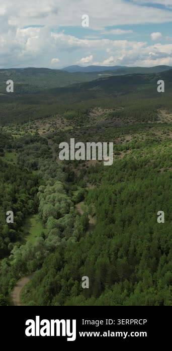 Aerial Rural Land, green woodland land drone view, coniferous pine ...