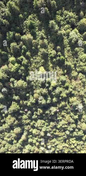 Drone view of the forest formed on the mountain, forest view covering ...