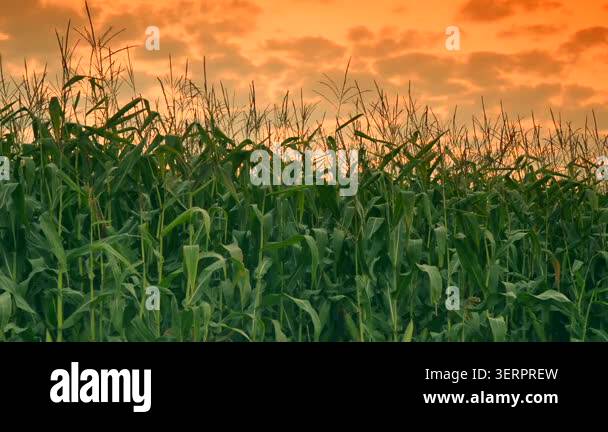 Vibrant cornfield stretches under a brilliant sunset. The warm orange ...