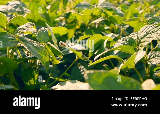 The lush green leaves dance softly in the warm afternoon breeze ...