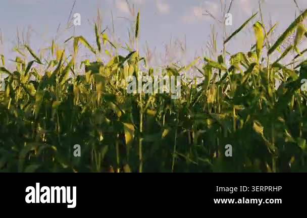 In a tranquil countryside setting, cornfields dance lightly in the ...