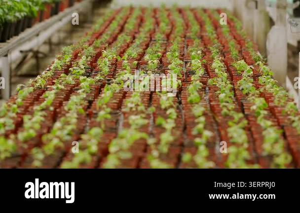 Rows of green plant seedlings stretch across a warm greenhouse ...