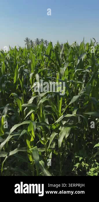 Lush green corn plants growing in an agricultural field under a clear ...