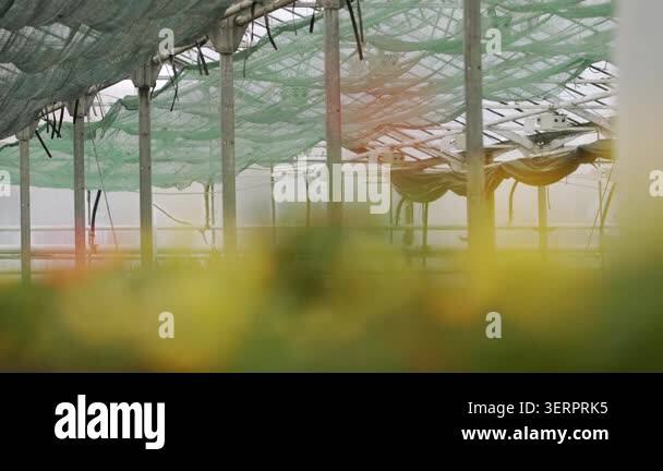 In a serene greenhouse, bright yellow and red peppers flourish amid ...