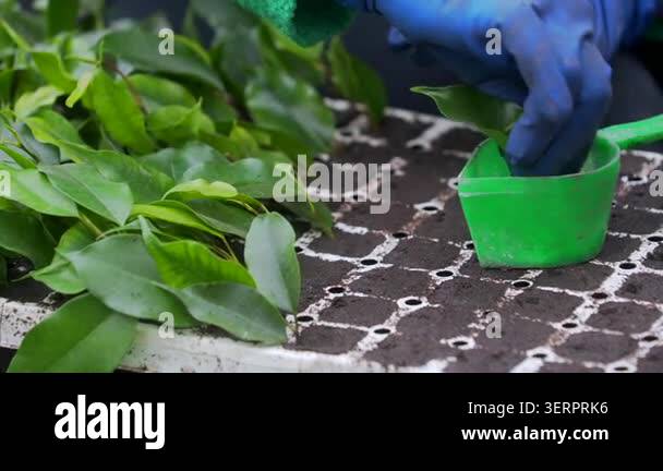 Fresh green leaves are carefully arranged on a table under the bright ...