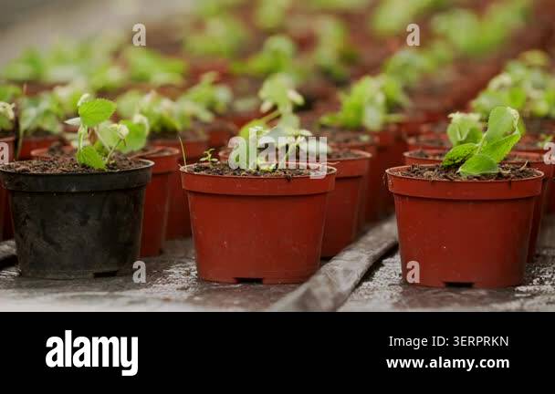 Tiny seedlings stretch towards the light in a bustling greenhouse ...