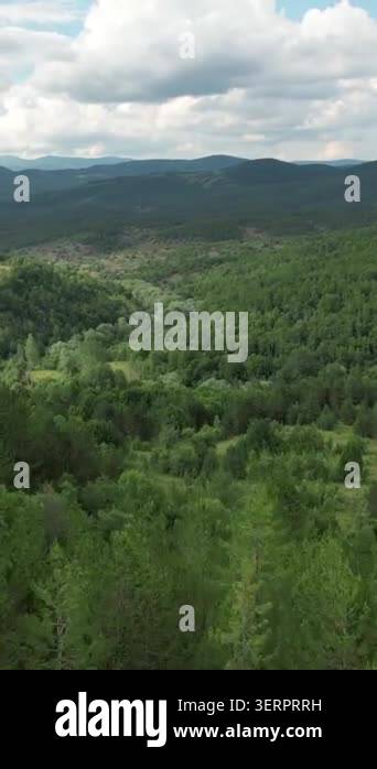 Aerial Coniferous Forest, view of cloudy and mountainous areas from the ...