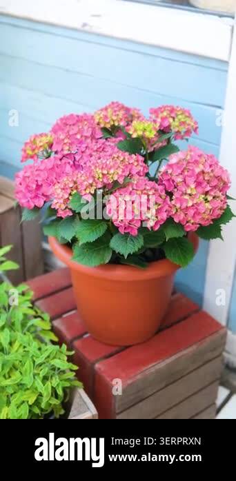 Pink hydrangea plant in a pot outdoors on a wooden stand Stock Video ...