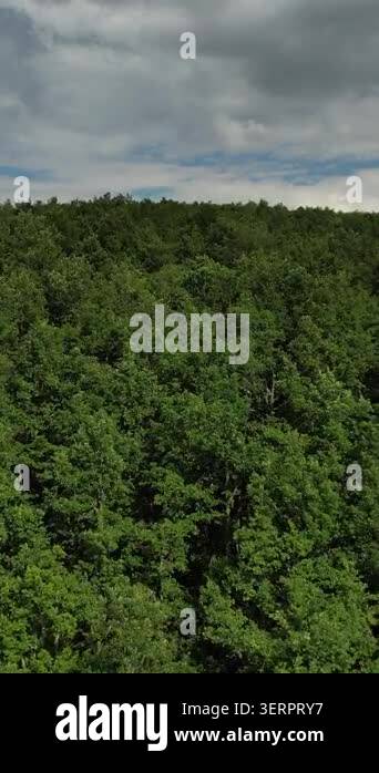 Forest Among Clouds, green woodland land drone view, turkish mountain ...