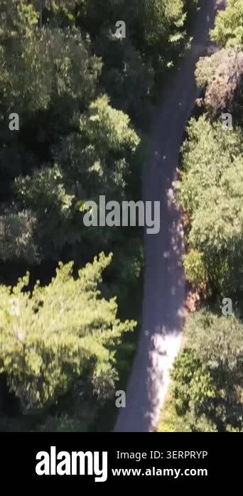 Aerial view of forest drone shot flying over spruce conifer treetops ...