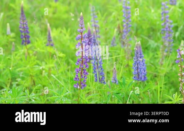Purple lupine flowers (Lupinus sp.) blooming in a green field Stock ...