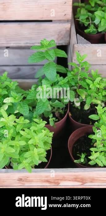 Fresh mint plants in pots within wooden crates Stock Video Footage - Alamy