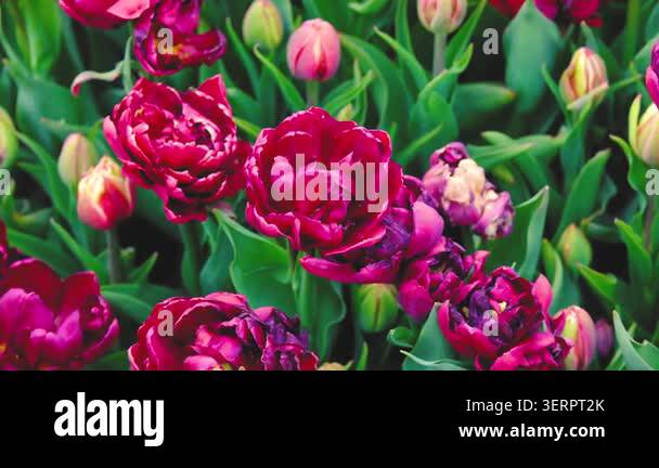 Dark pink double tulips growing in a garden Stock Video Footage - Alamy