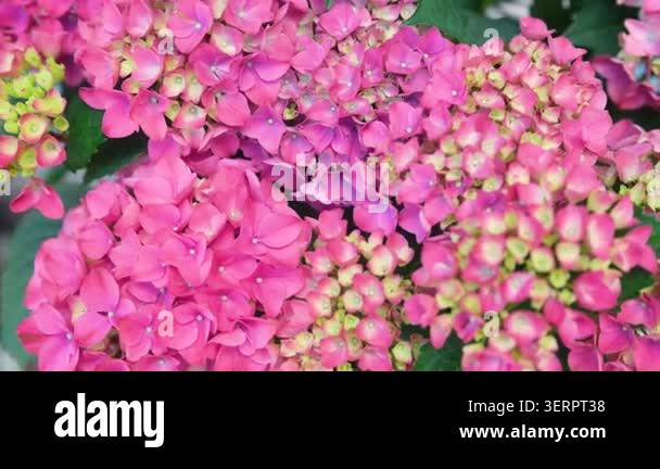 Pink hydrangea flowers in garden close-up Stock Video Footage - Alamy