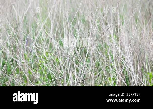 Dry grass and green plants in a field Stock Video Footage - Alamy