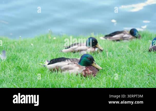 Mallard ducks resting on green grass beside water Stock Video Footage ...