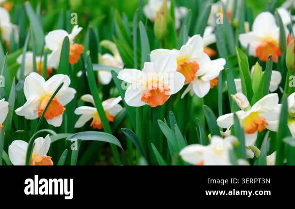 Field of white and orange daffodils blooming in green foliage Stock ...