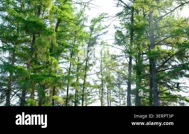 Tall pine trees stand against the sky Stock Video Footage - Alamy