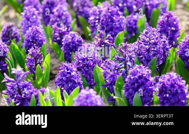 Purple hyacinth flowers growing in the garden Stock Video Footage - Alamy