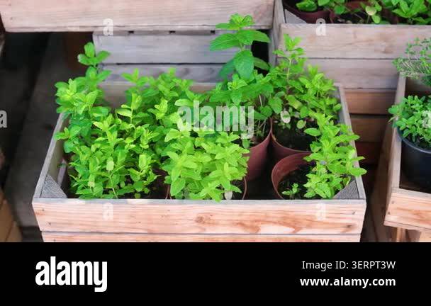 Fresh green mint plants growing in pots inside wooden crates Stock ...