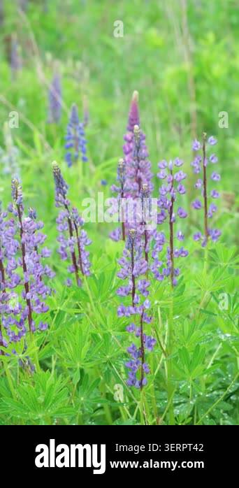 Lupin (Lupinus sp.) plants blooming in a green field Stock Video ...