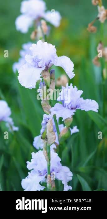 Bearded Iris (Iris germanica) blooming light purple flowers in a garden ...