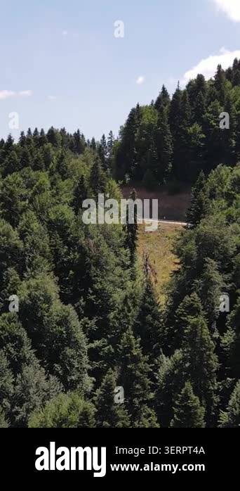 Aerial view of Car traveling middle of the forest, drone footage of ...