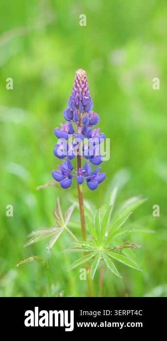 Lupin (Lupinus sp.) blooming blue flowers in green meadow with soft ...