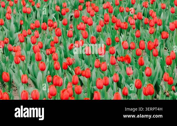 Field of red tulips blooming in green foliage Stock Video Footage - Alamy