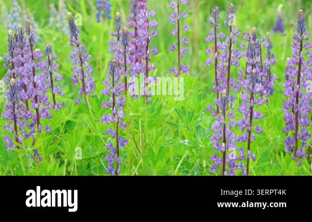 Purple lupine flowers in a green meadow Stock Video Footage - Alamy