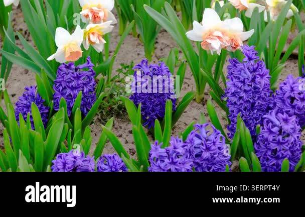 Purple hyacinths and white daffodils bloom in garden soil Stock Video ...