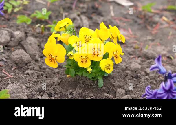 Yellow flowers growing in dark soil during spring Stock Video Footage ...